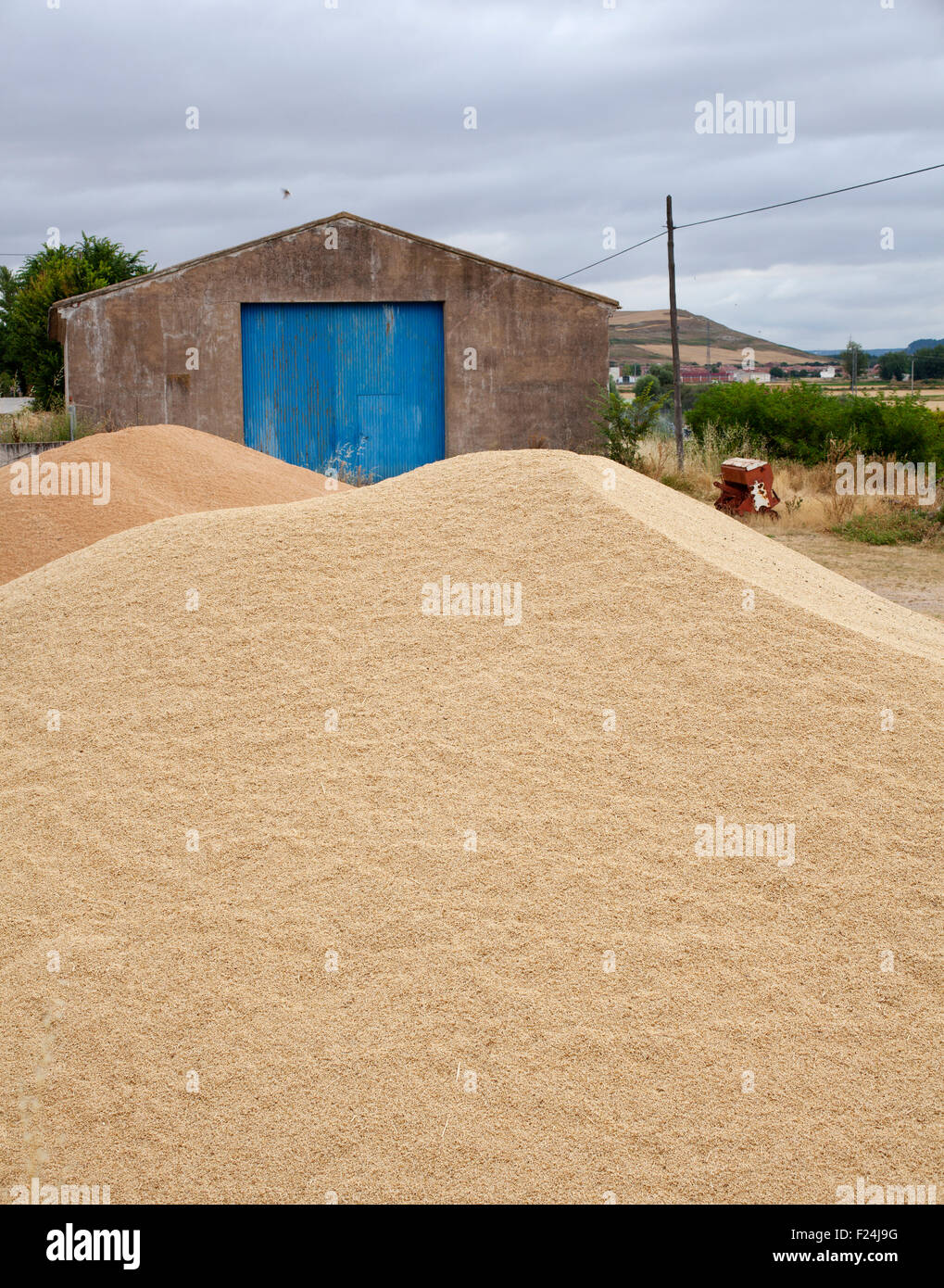 Wheat crop in spanish countryside Stock Photo - Alamy