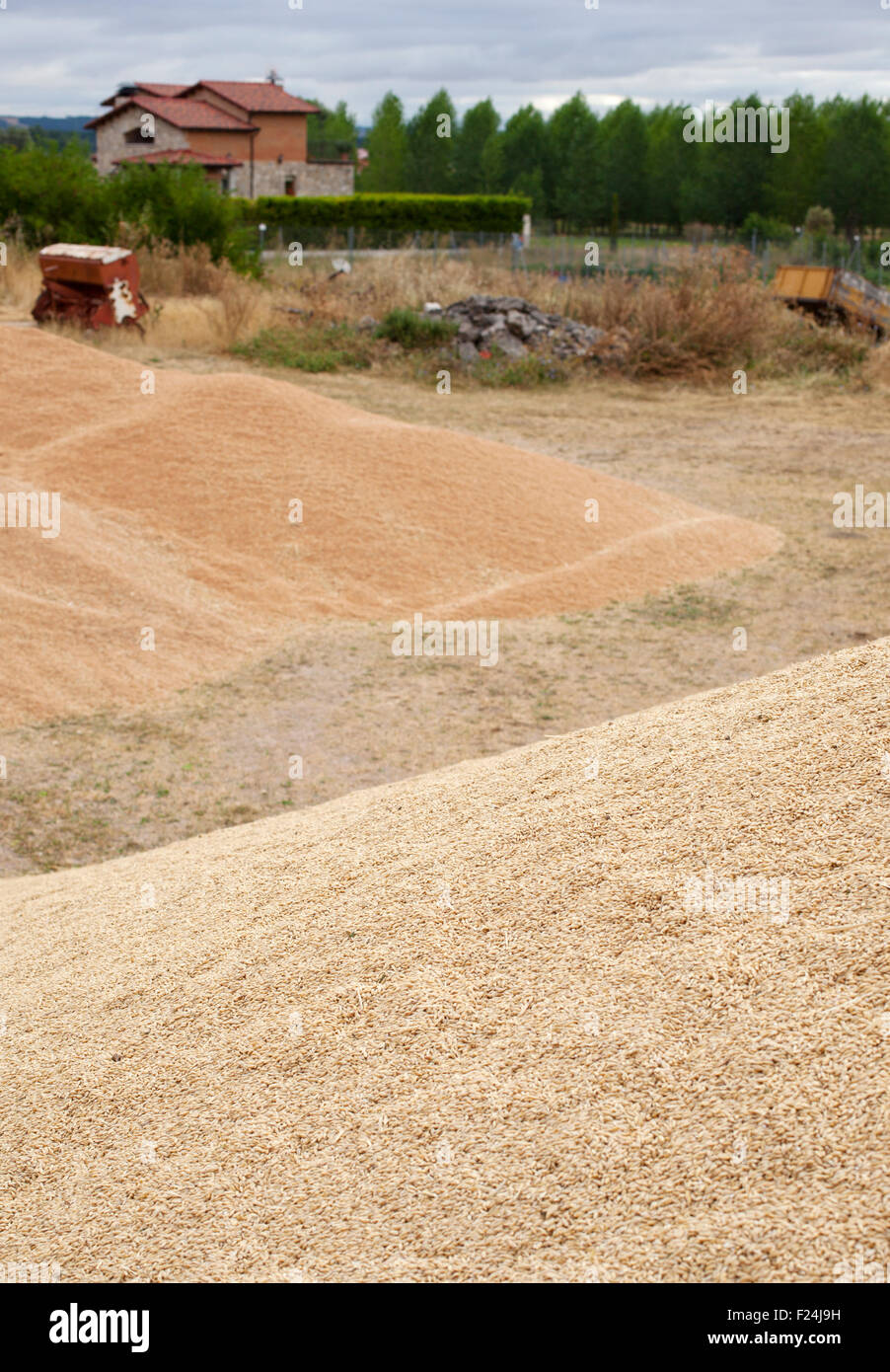 Wheat crop in spanish countryside Stock Photo - Alamy