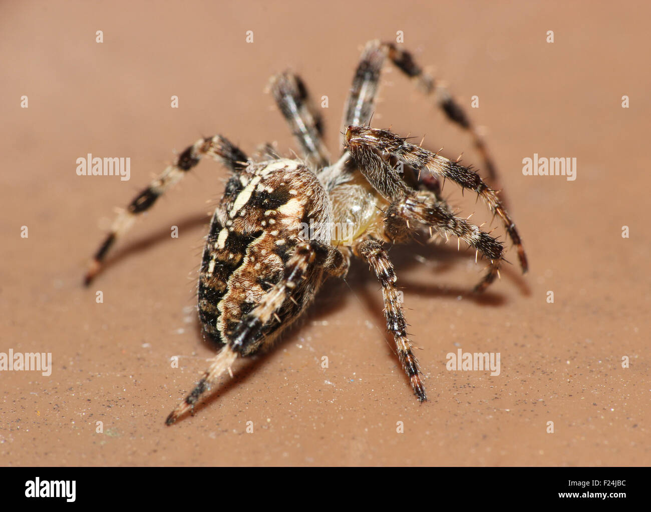 False widow spider uk hi-res stock photography and images - Alamy