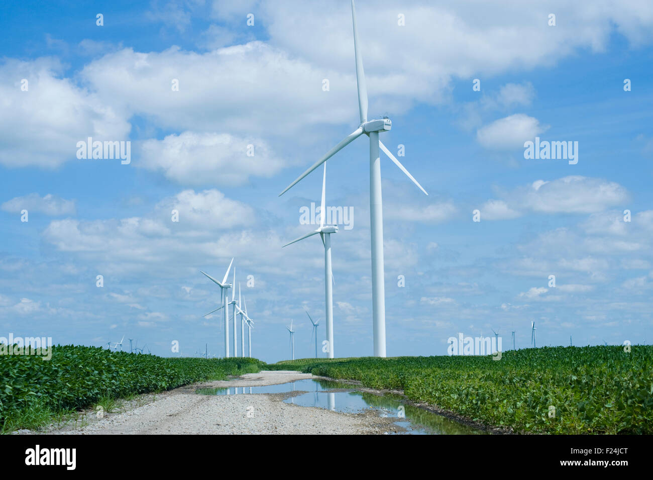 Central indiana corn hi-res stock photography and images - Alamy