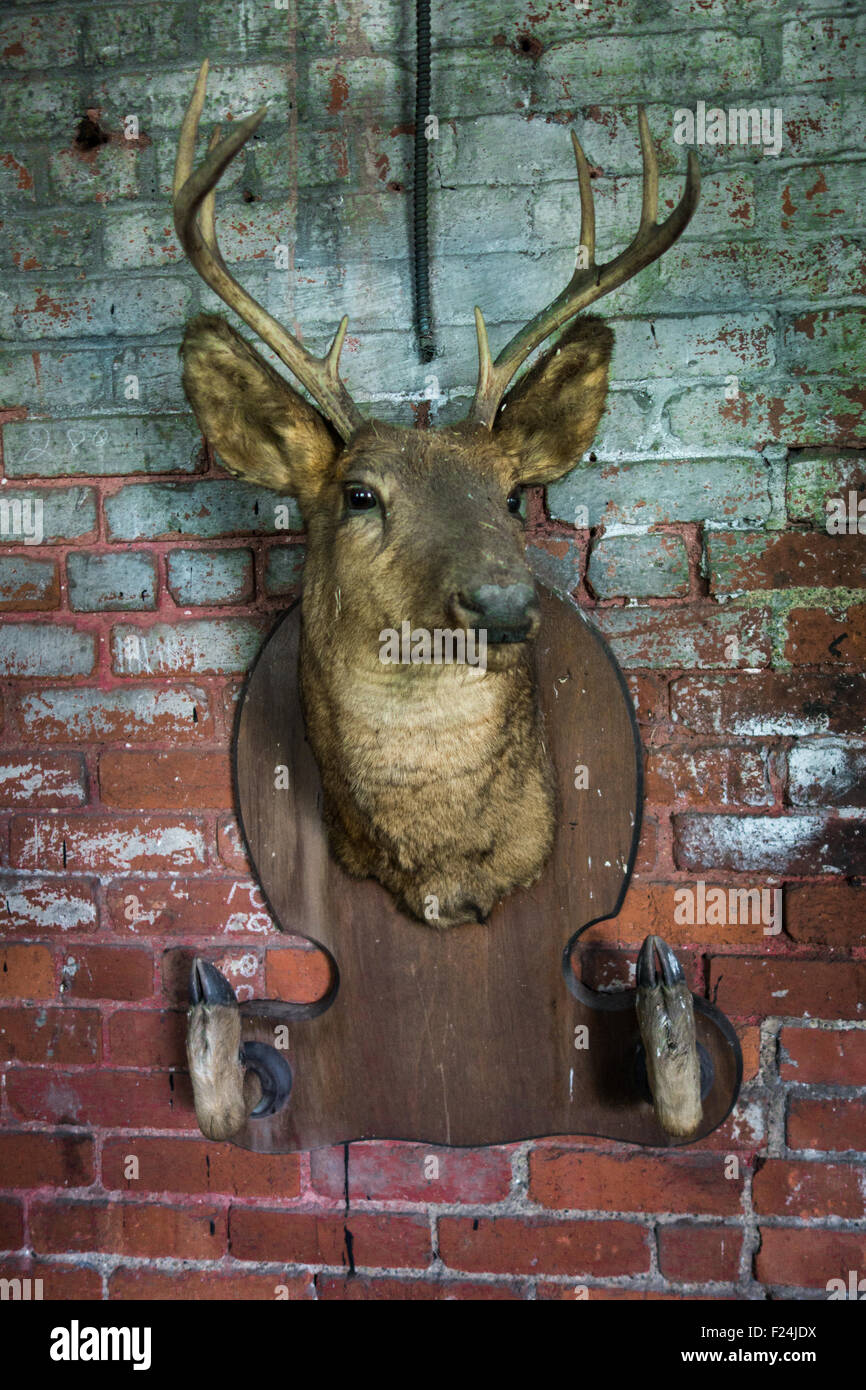 A deer with antlers and hooves are mounted on a colorful brick wall ...