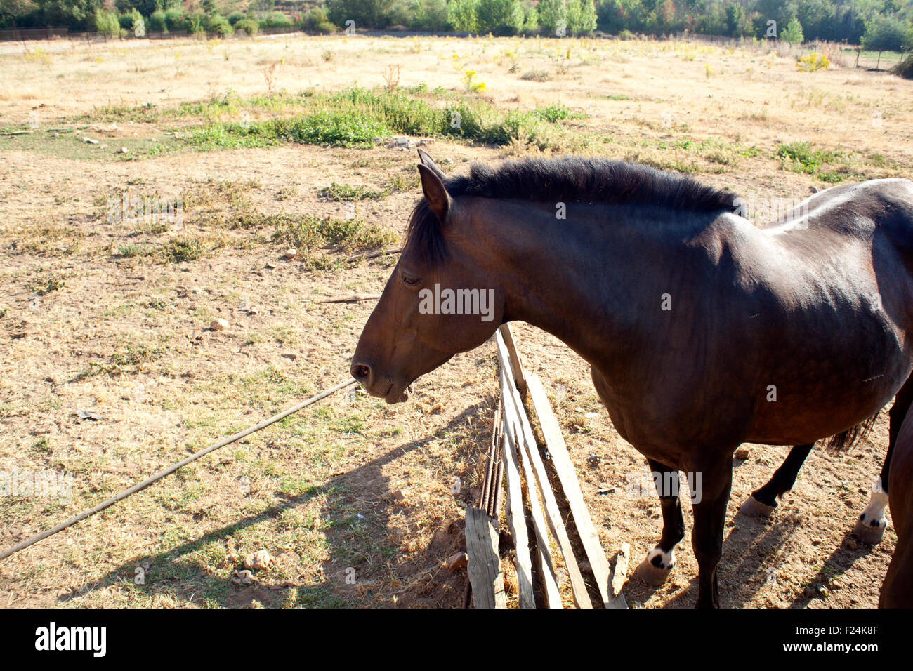Brown horse in the farm Stock Photo - Alamy