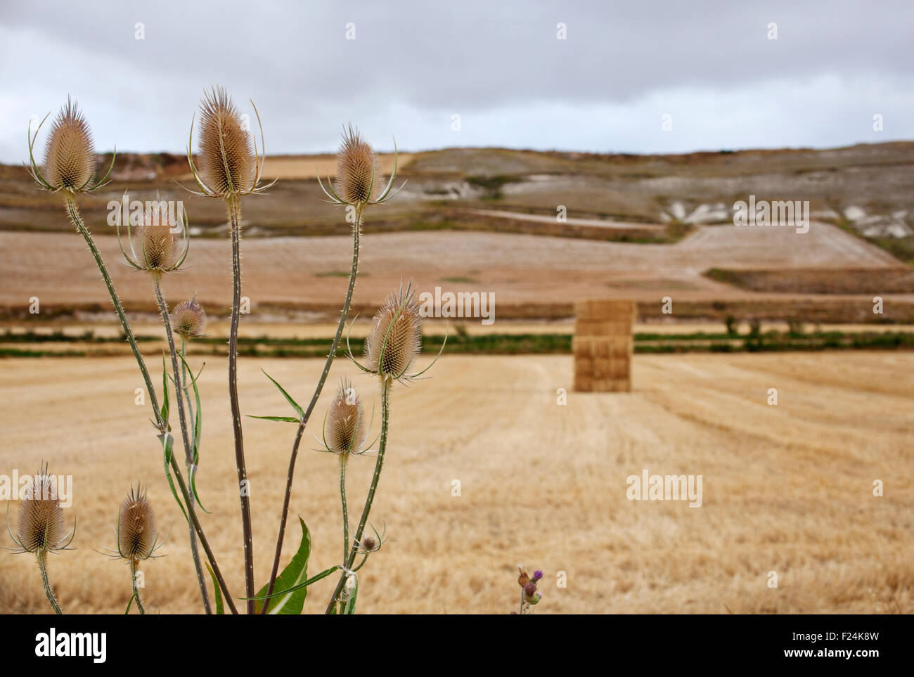 Bush in the spanish countryside Stock Photo - Alamy