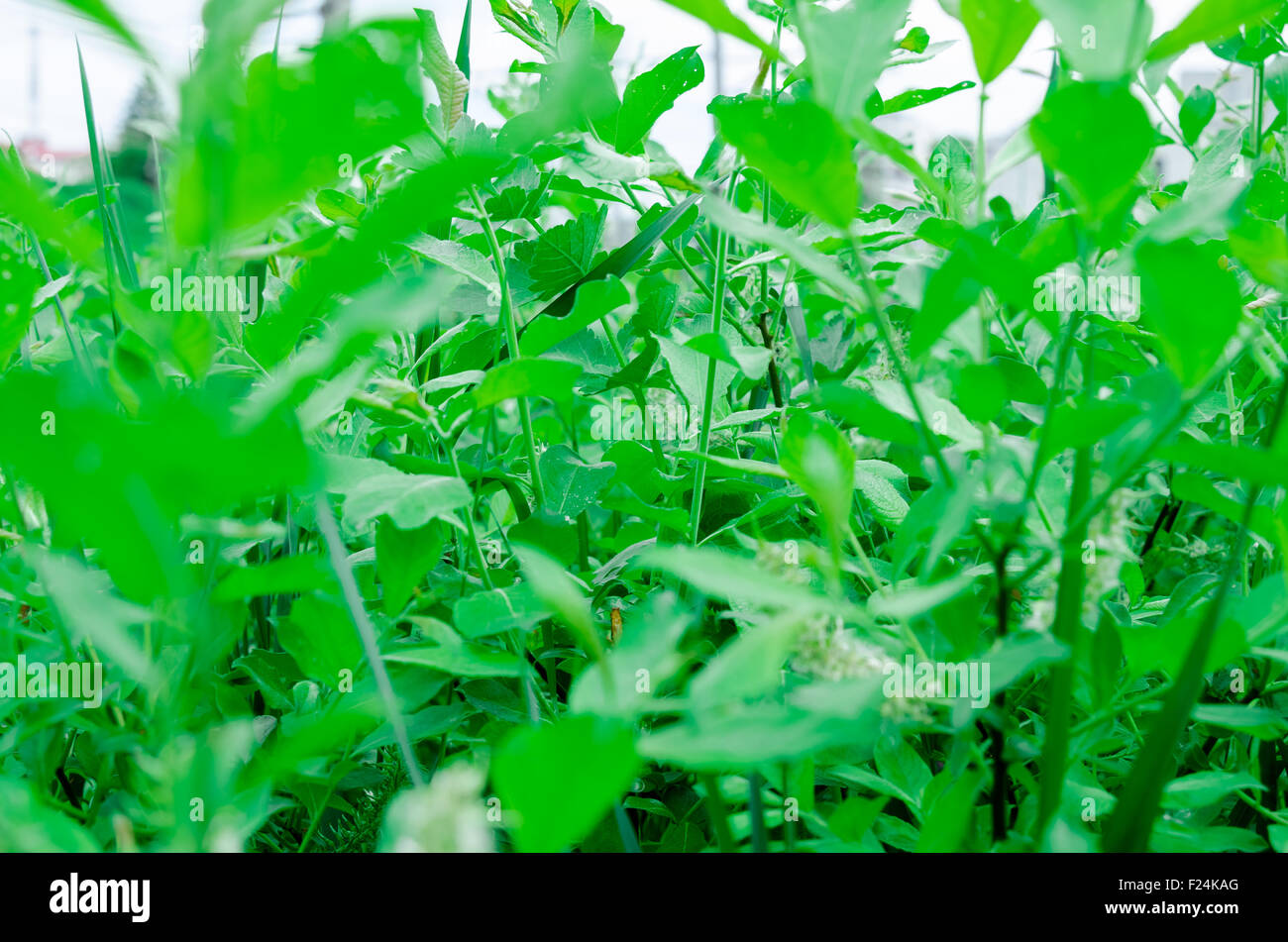 Garden greenery close up hi-res stock photography and images - Alamy