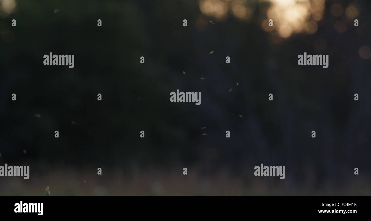 Slow flying insects hi-res stock photography and images - Alamy