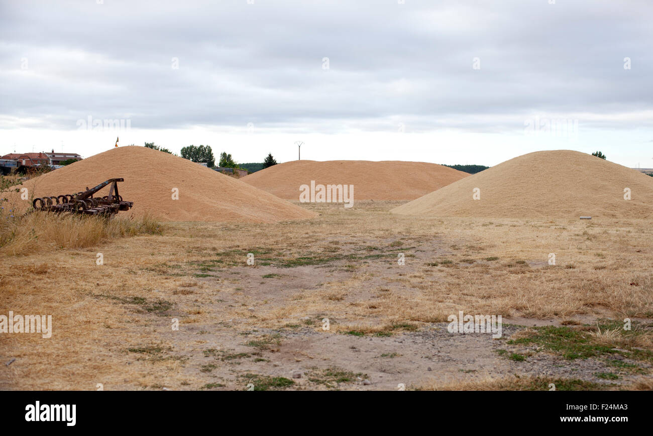 Wheat crop in spanish countryside Stock Photo - Alamy