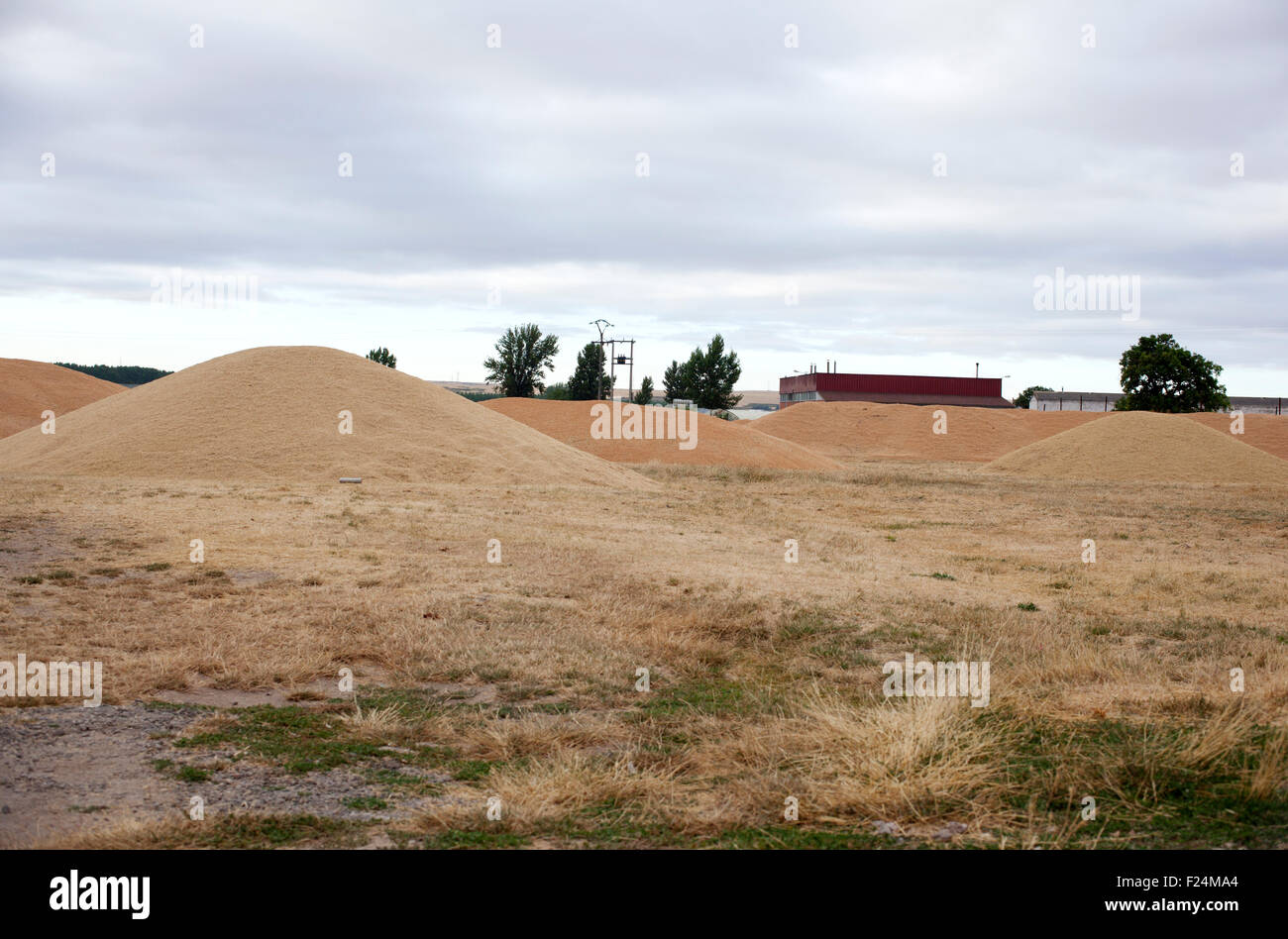 Wheat crop in spanish countryside Stock Photo - Alamy