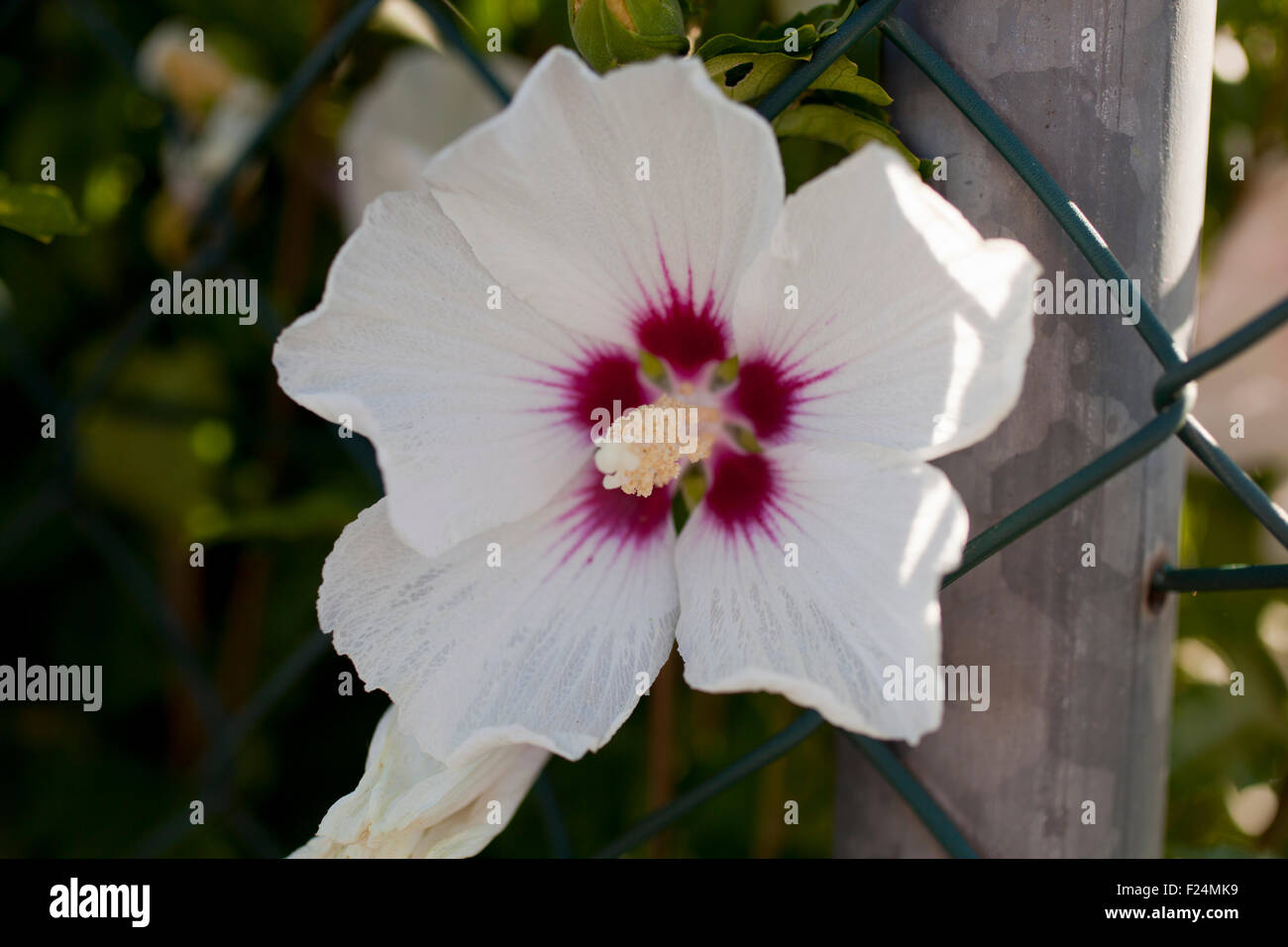 Photo of a white flower Stock Photo - Alamy