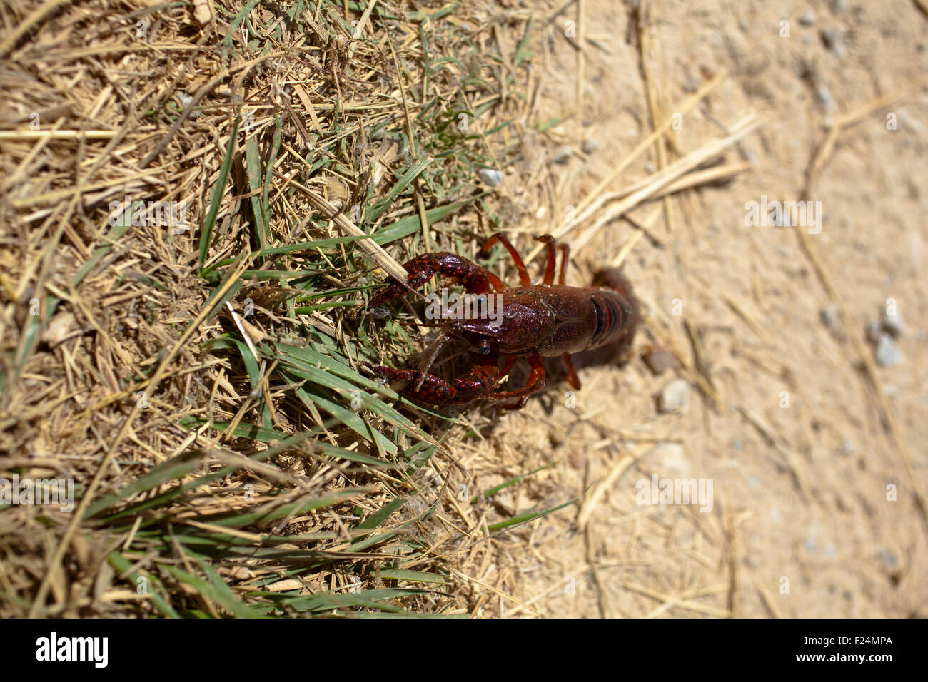 Crayfish in the dry land Stock Photo - Alamy