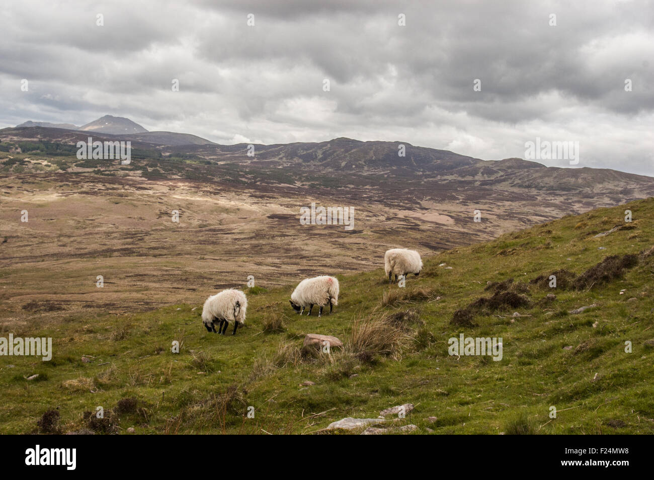 Scottish sheep grazing hi-res stock photography and images - Alamy