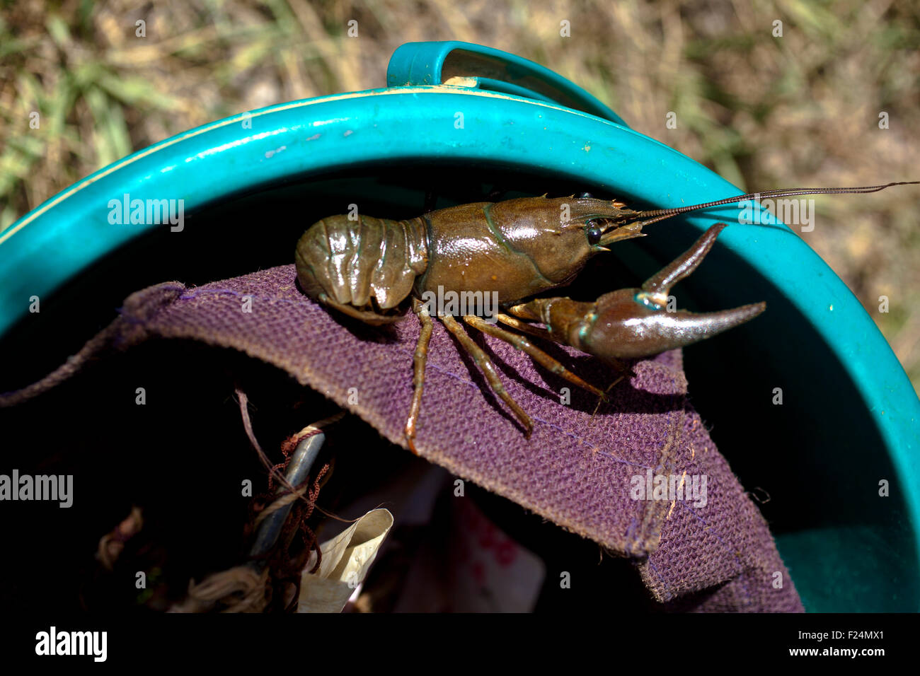Burrowing crayfish hi-res stock photography and images - Alamy