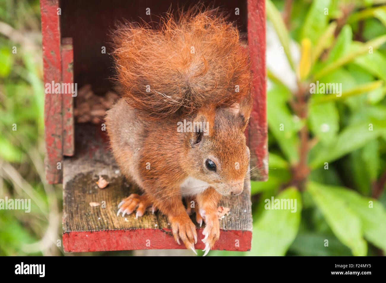 A Red Squirrel, Sciurus vulgaris, sat in a feeding box with peanuts ...