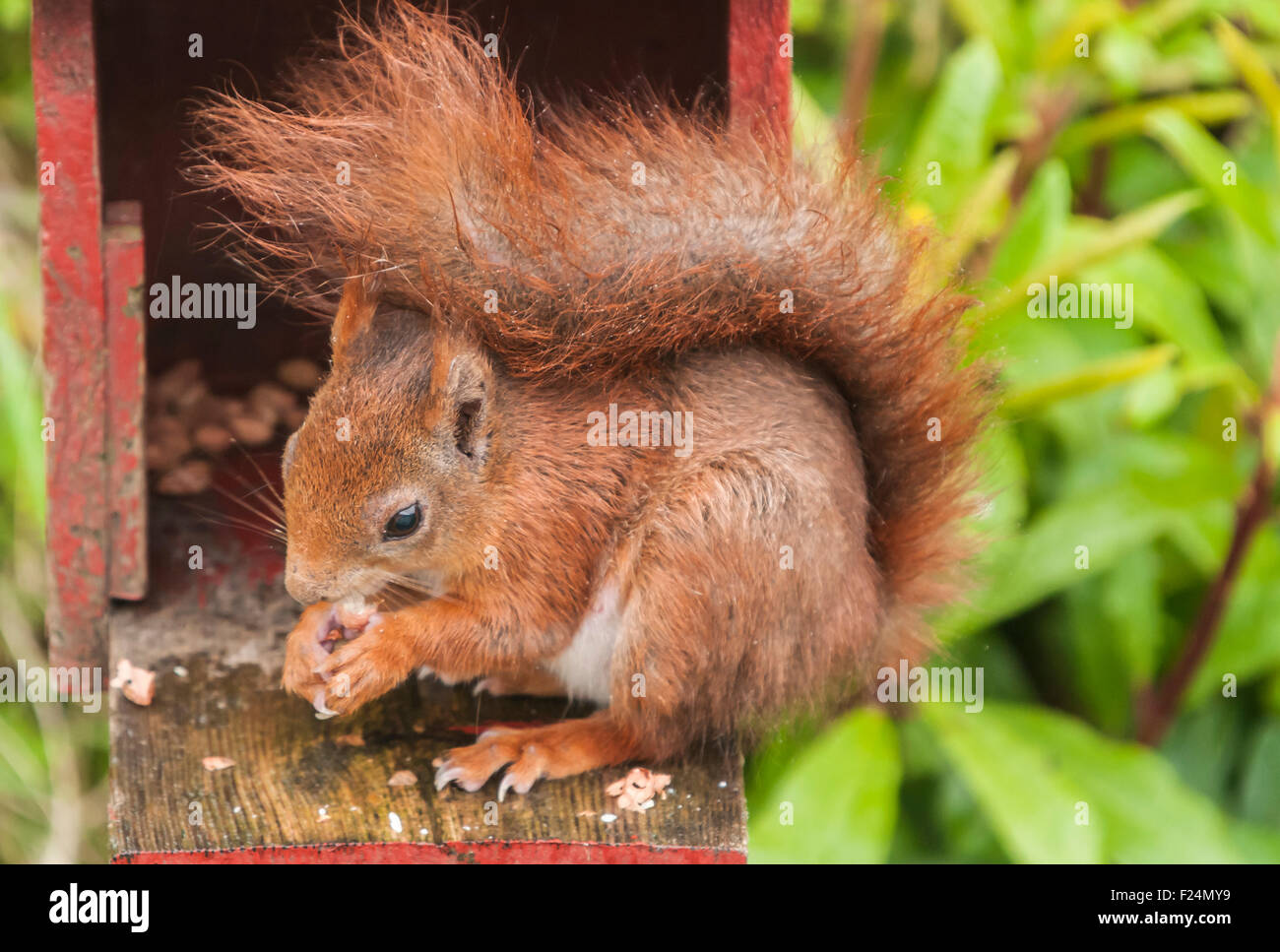 A Red Squirrel, Sciurus vulgaris, sat in a feeding box with peanuts ...
