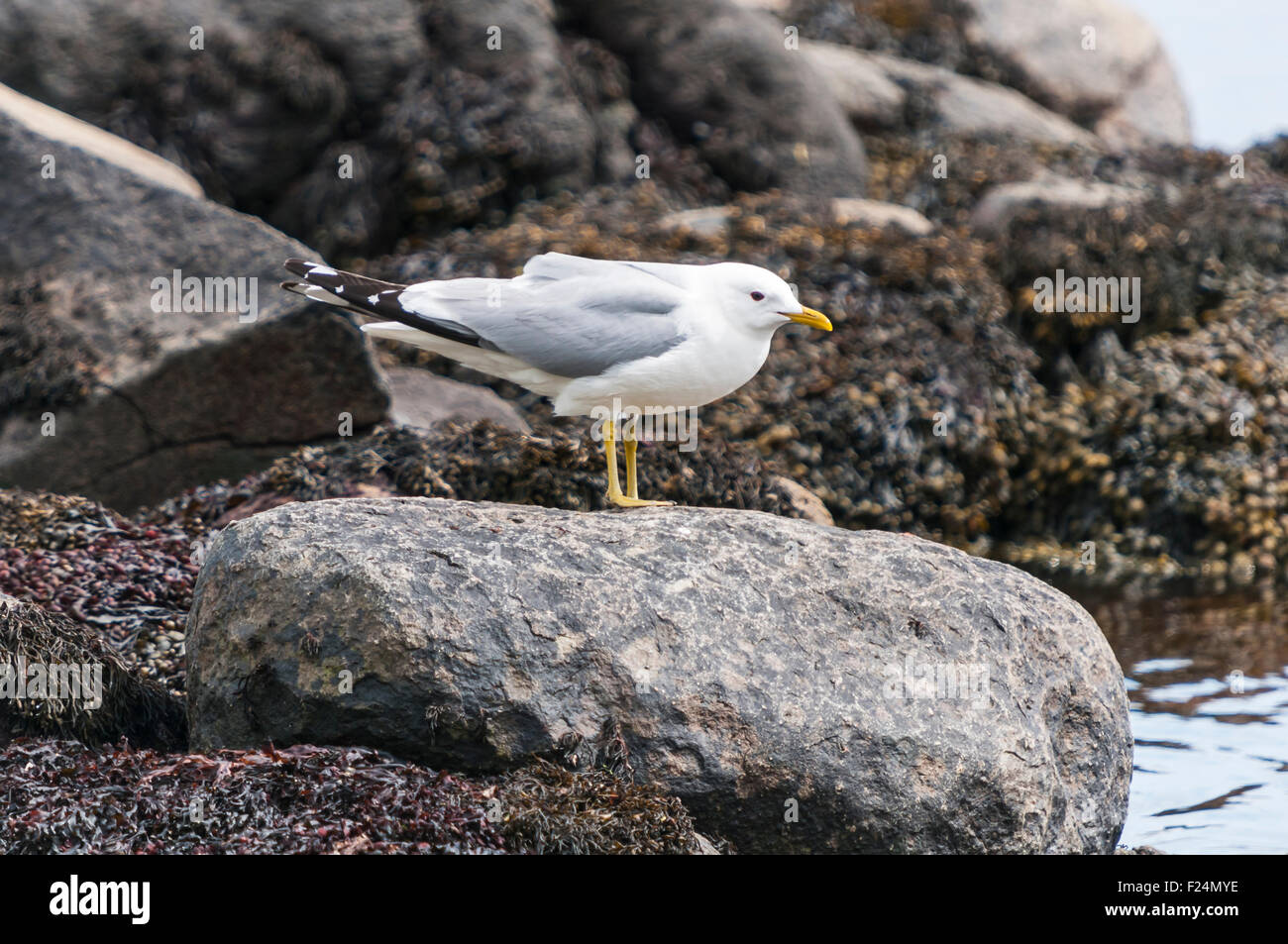 Stephen seagull hi-res stock photography and images - Alamy