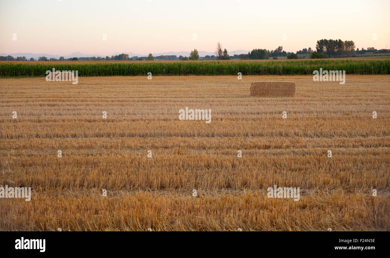 Harvest in spain hi-res stock photography and images - Alamy