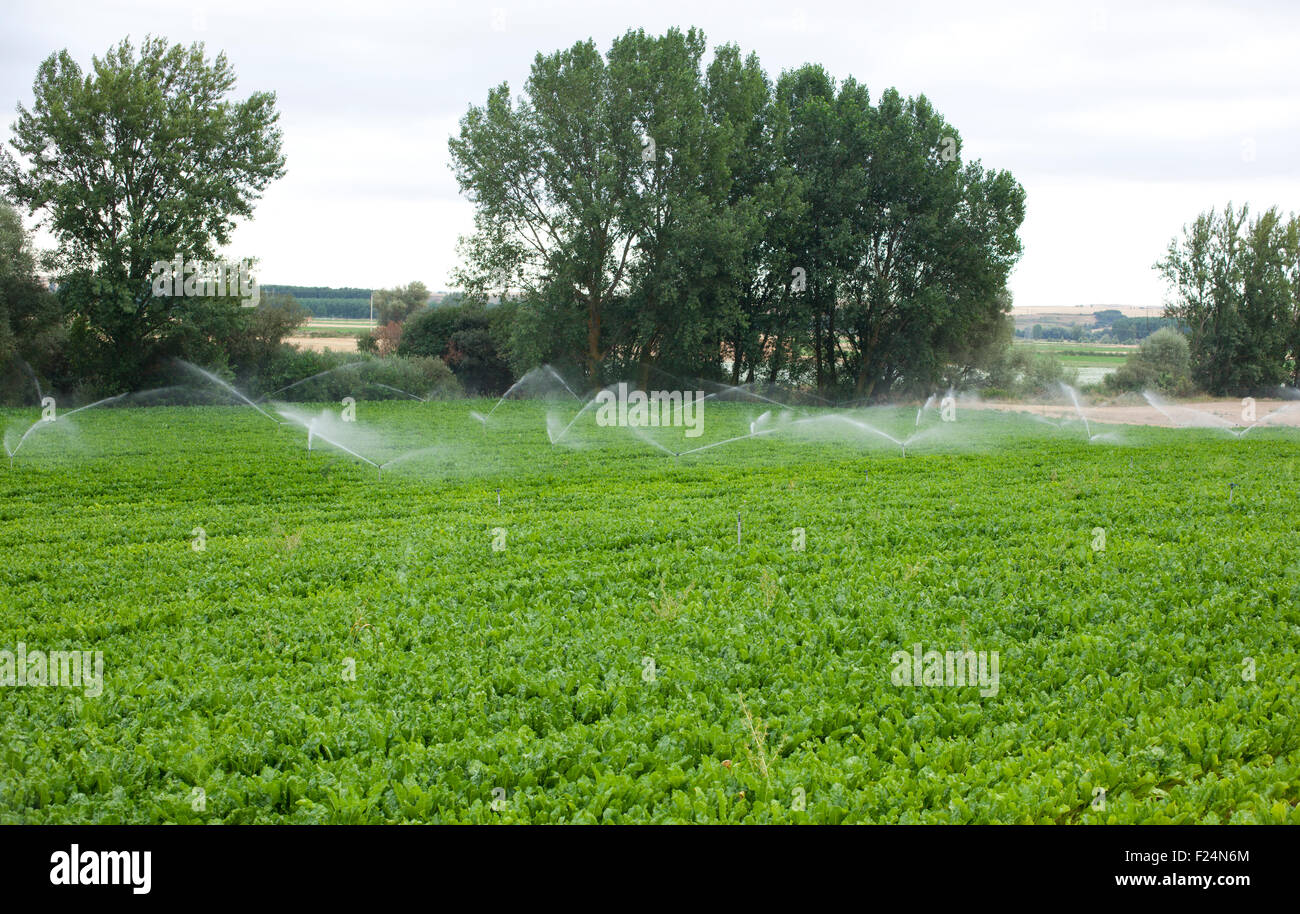 Irrigation furrows hi-res stock photography and images - Alamy