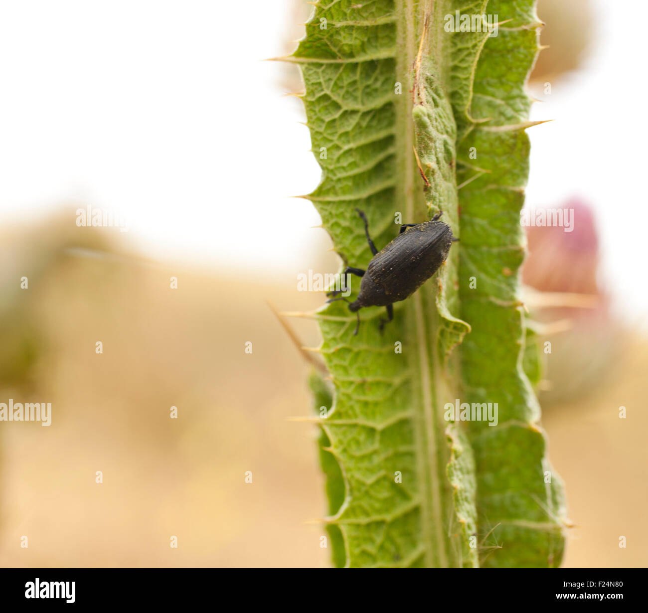 Insect on a leaf, Spanish countryside Stock Photo - Alamy
