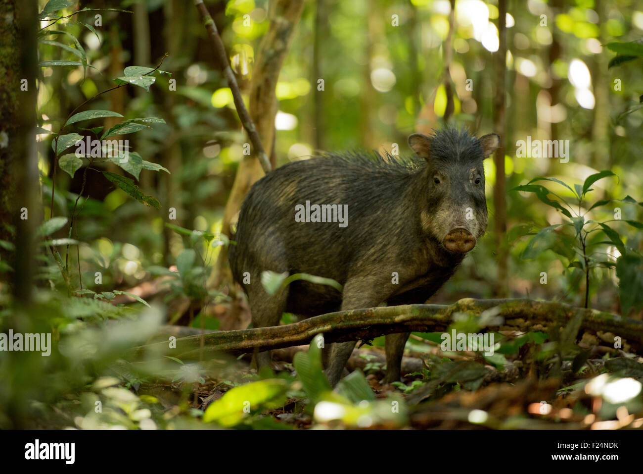 Peccaries hi-res stock photography and images - Alamy