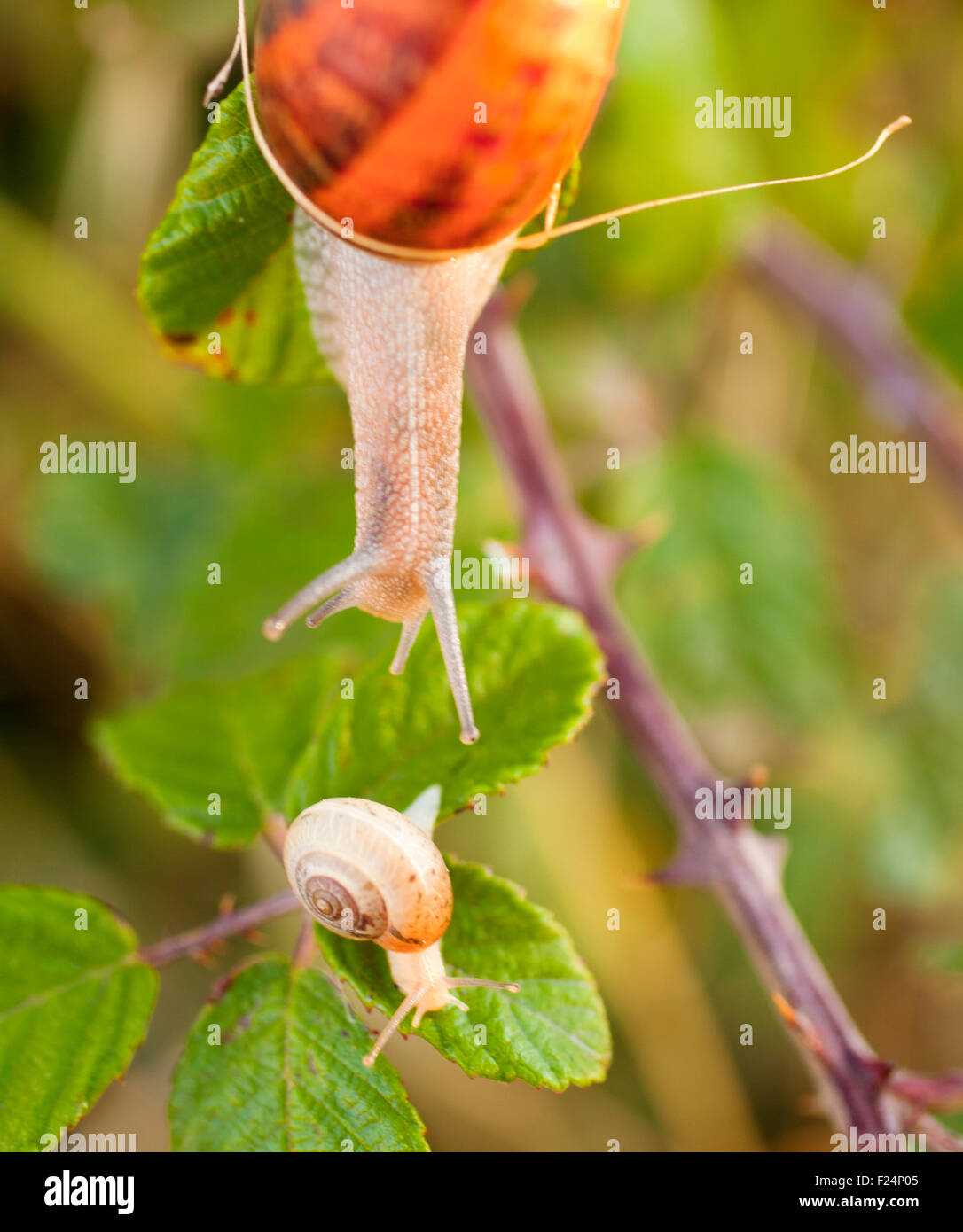Two snails on a leaf Stock Photo - Alamy
