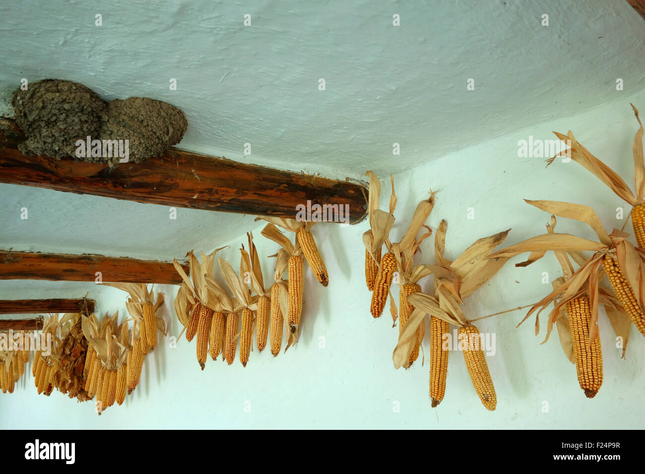 Bunches of corn cubs drying in the village house, Butuceni, Republic of ...