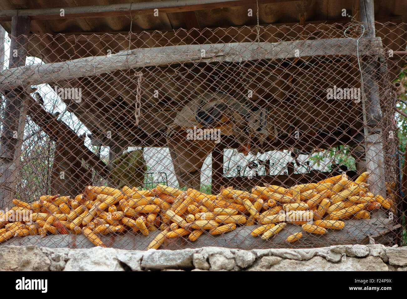 Corn cubs laid out to dry in the wired barn, the Butuceni village ...