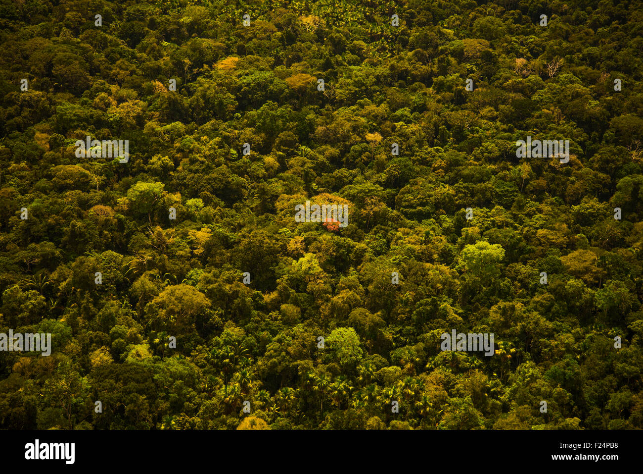 Rainforest aerial, Primary forest, Amazon Region, Peru Stock Photo - Alamy