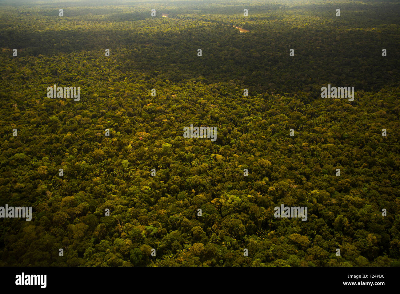 Rainforest aerial, Primary forest, Amazon Region, Peru Stock Photo - Alamy