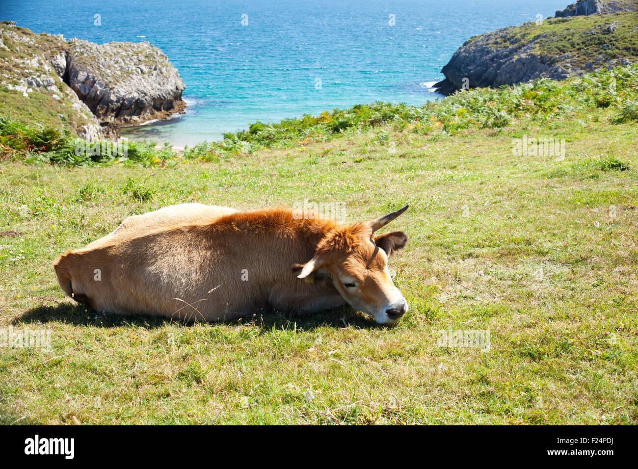 Sea cows hi-res stock photography and images - Alamy