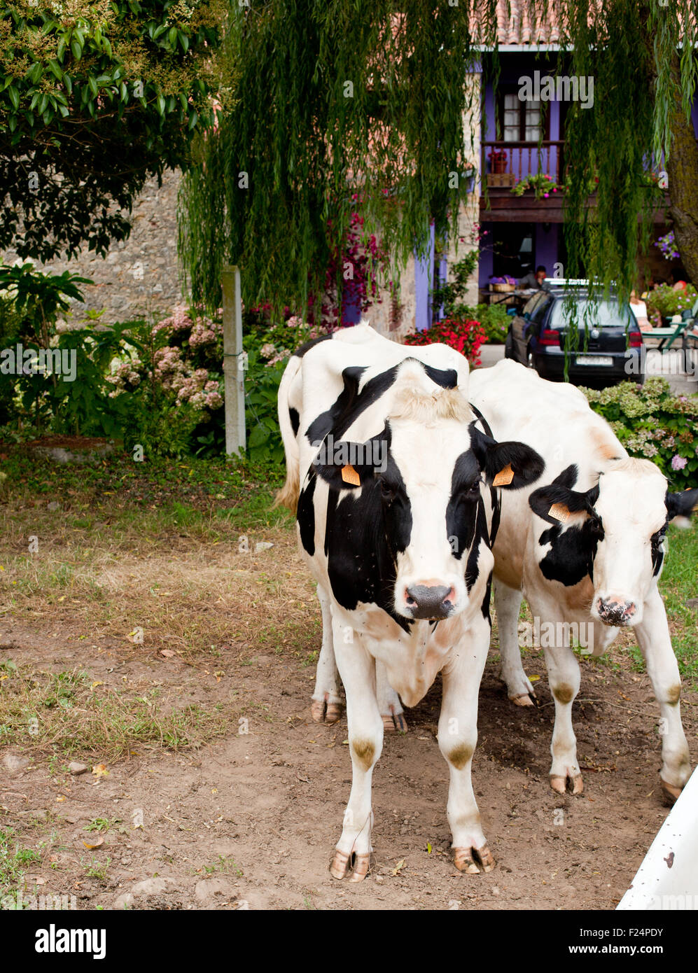 Spotted cow hi-res stock photography and images - Alamy