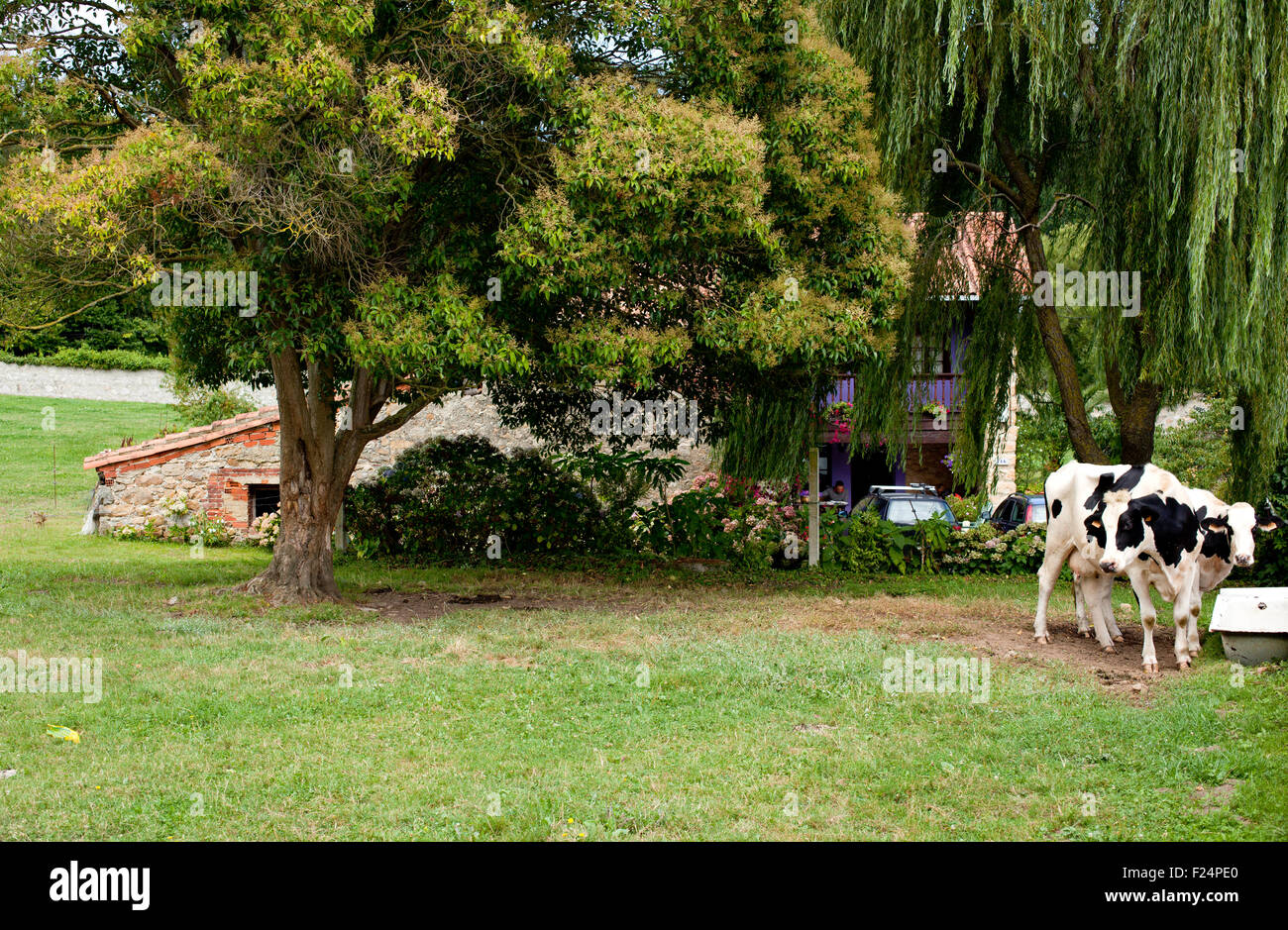 Spotted cow hi-res stock photography and images - Alamy