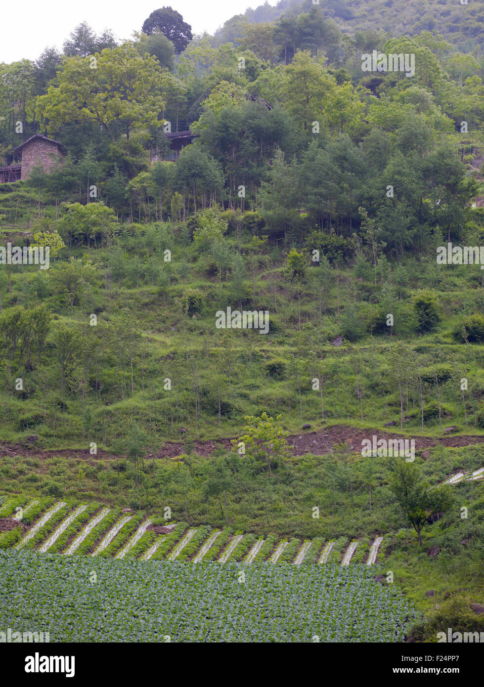 Wolong valley landscape hi-res stock photography and images - Alamy