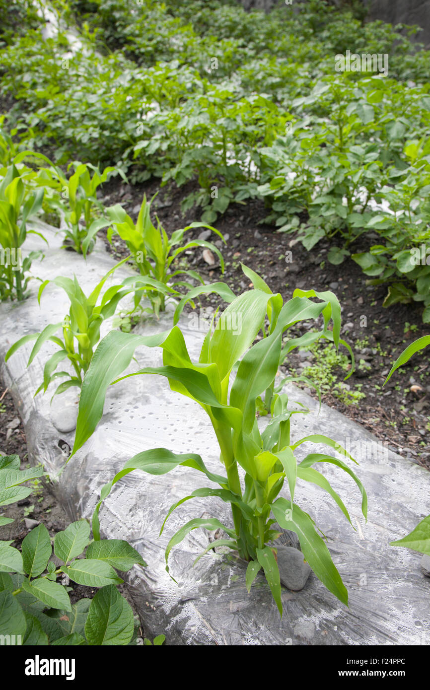 Intercropping garden High Resolution Stock Photography and Images - Alamy