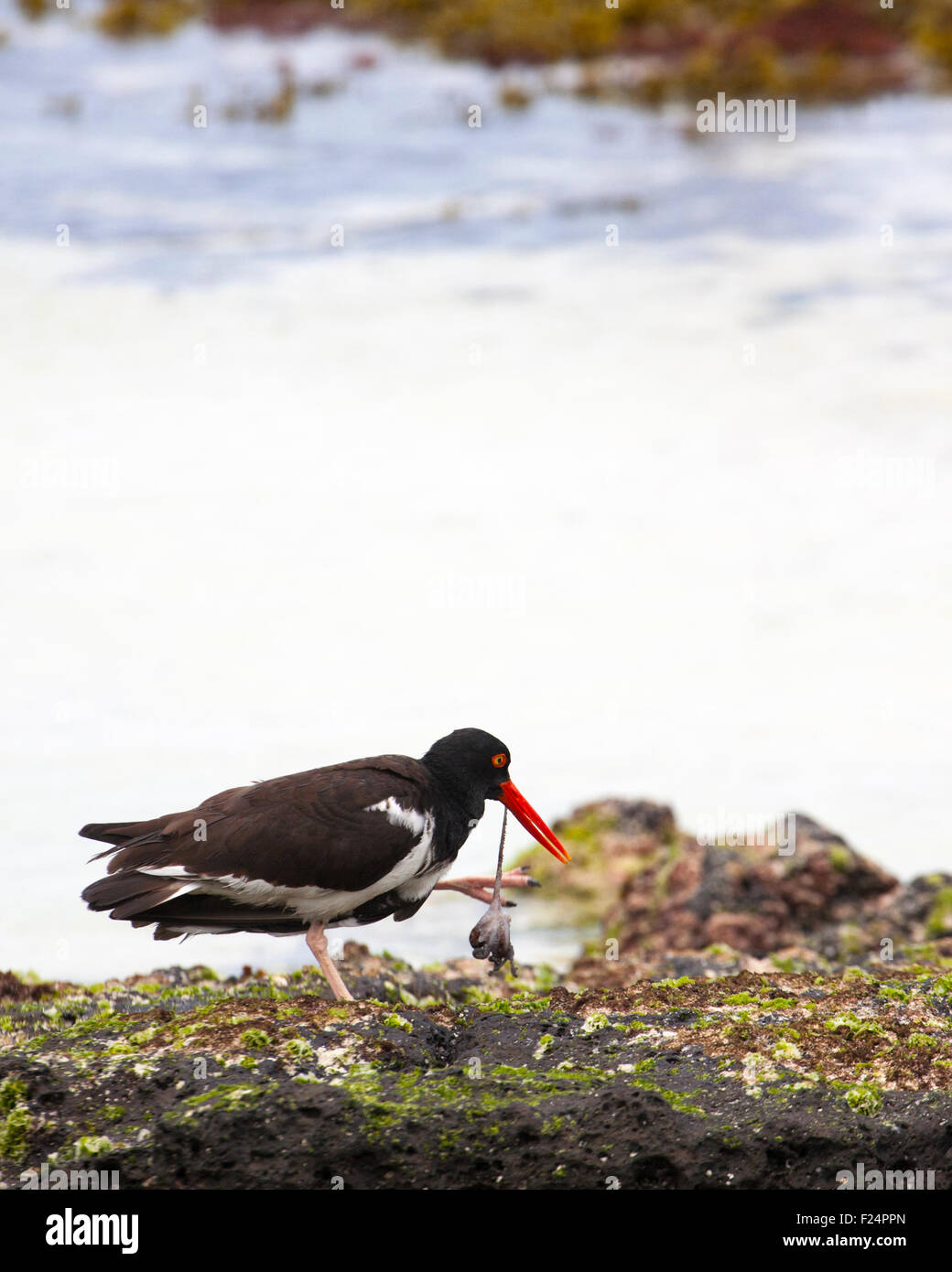 Galapagos octopus hi-res stock photography and images - Alamy