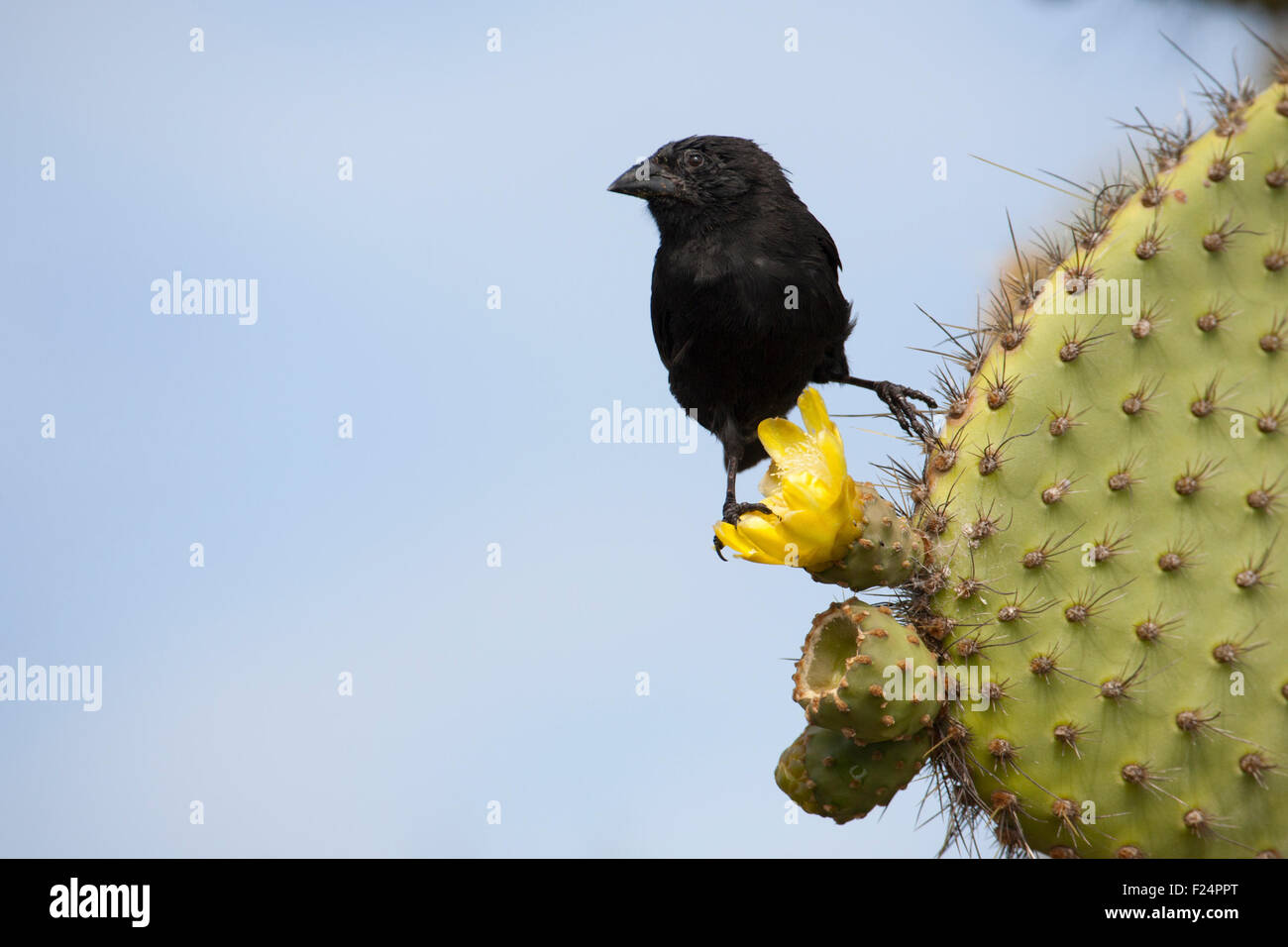Common Cactus-Finch (Geospiza scandens) male perching on Prickly Pear ...