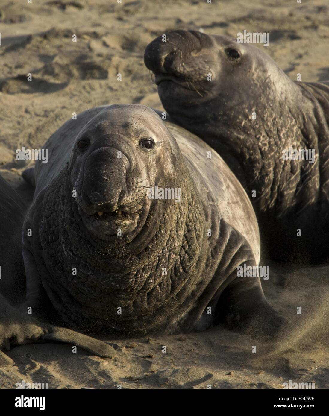 Piedras blancas lighthouse seals hi-res stock photography and images ...