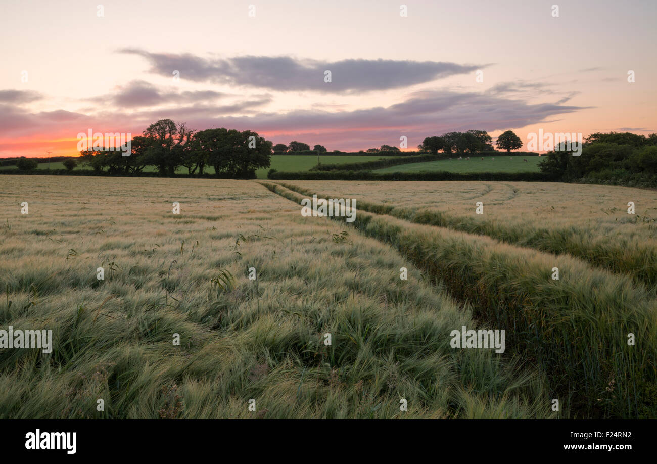Rural farming in cornwall hi-res stock photography and images - Alamy