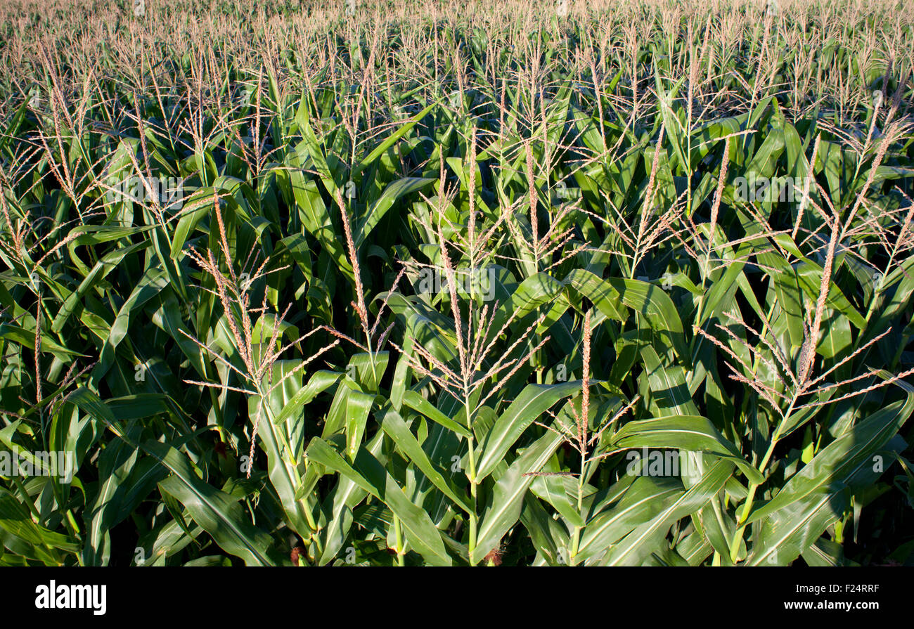 Corn field in the spanish countryside Stock Photo - Alamy