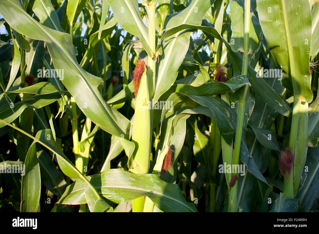 Corn field in the spanish countryside Stock Photo - Alamy