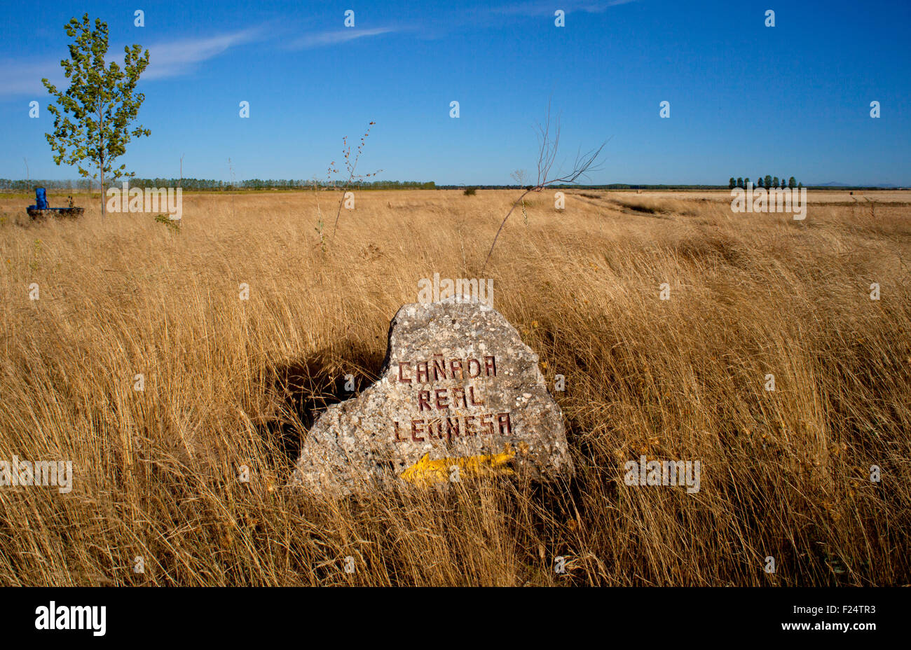 Leonesa hi-res stock photography and images - Alamy