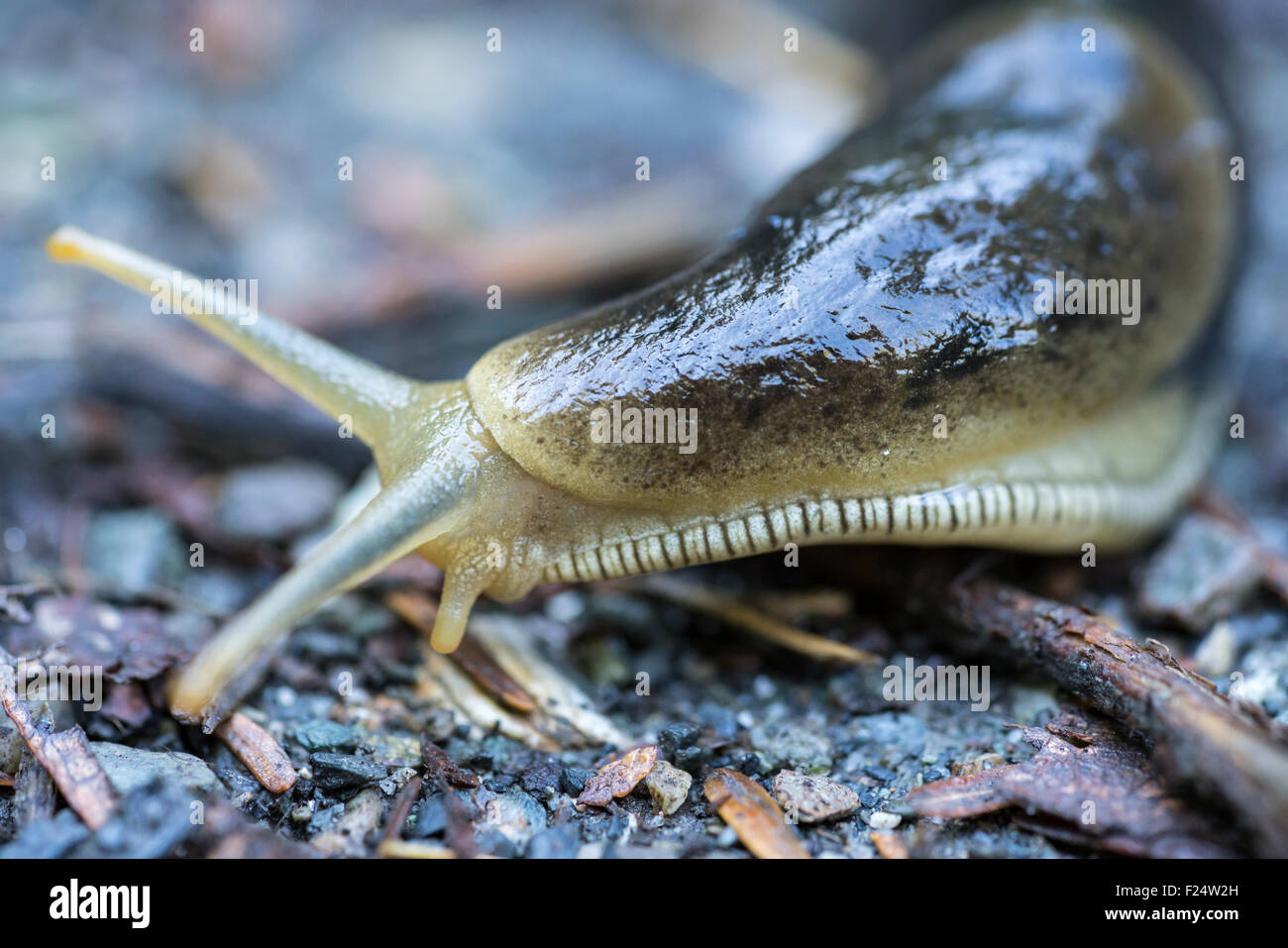 Banana Slug on Vancouver Island, Canada Stock Photo - Alamy