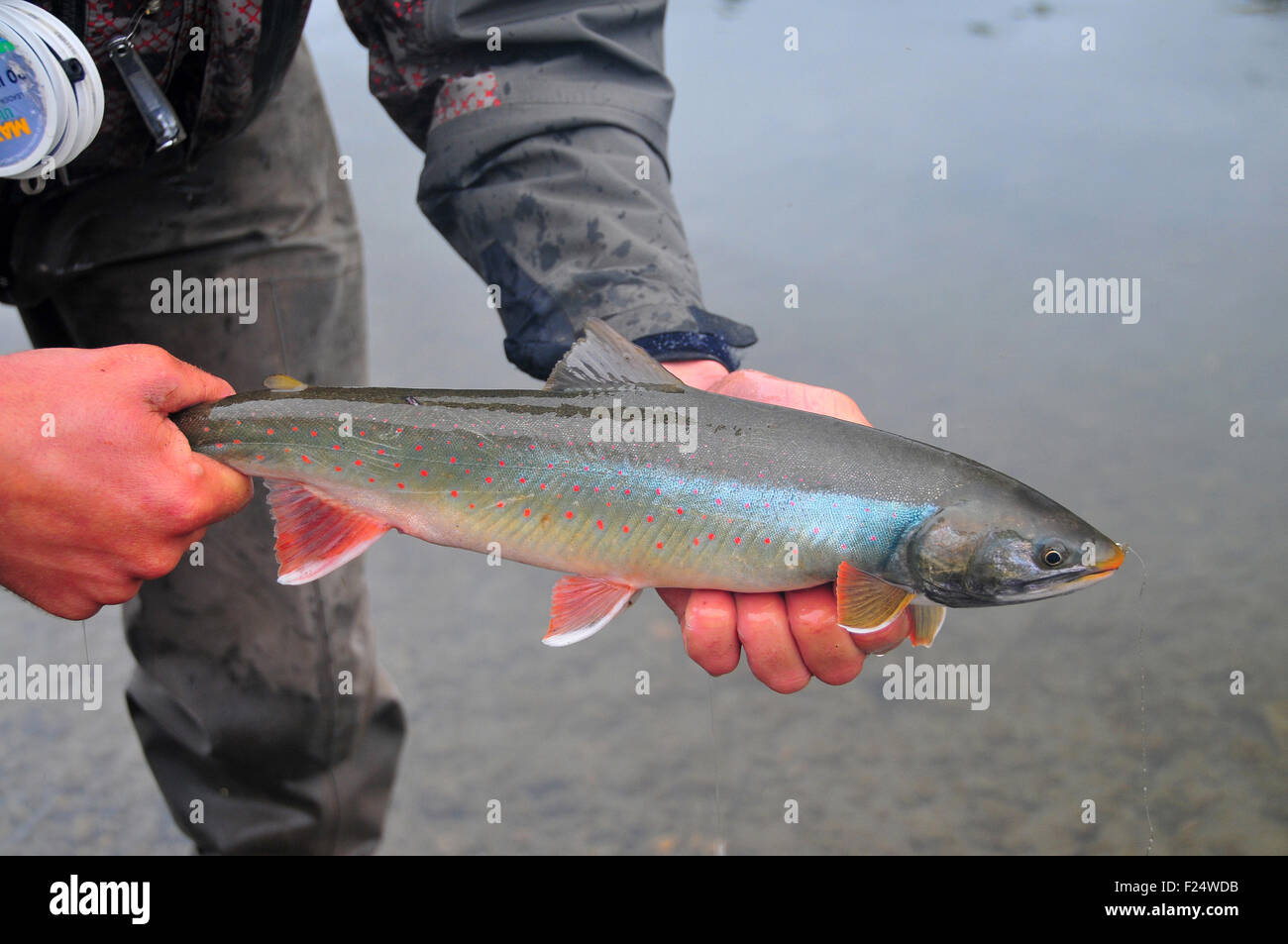 Alaska's Aniak River and its braids offer great fly fishing for dolly ...