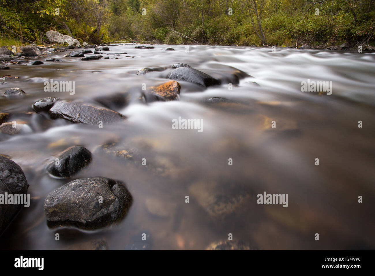 Creek with River Rocks in Lush Woodlands of Hyalite Canyon, Montana ...