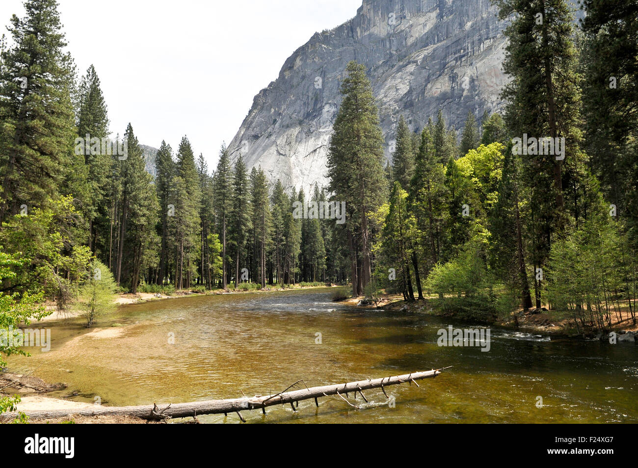 Slow tree hi-res stock photography and images - Alamy
