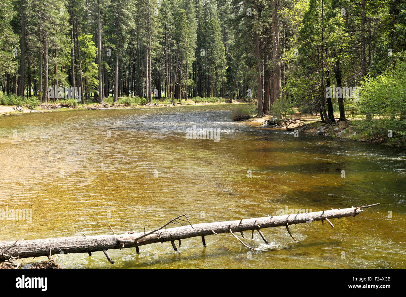 Tree river background hi-res stock photography and images - Alamy