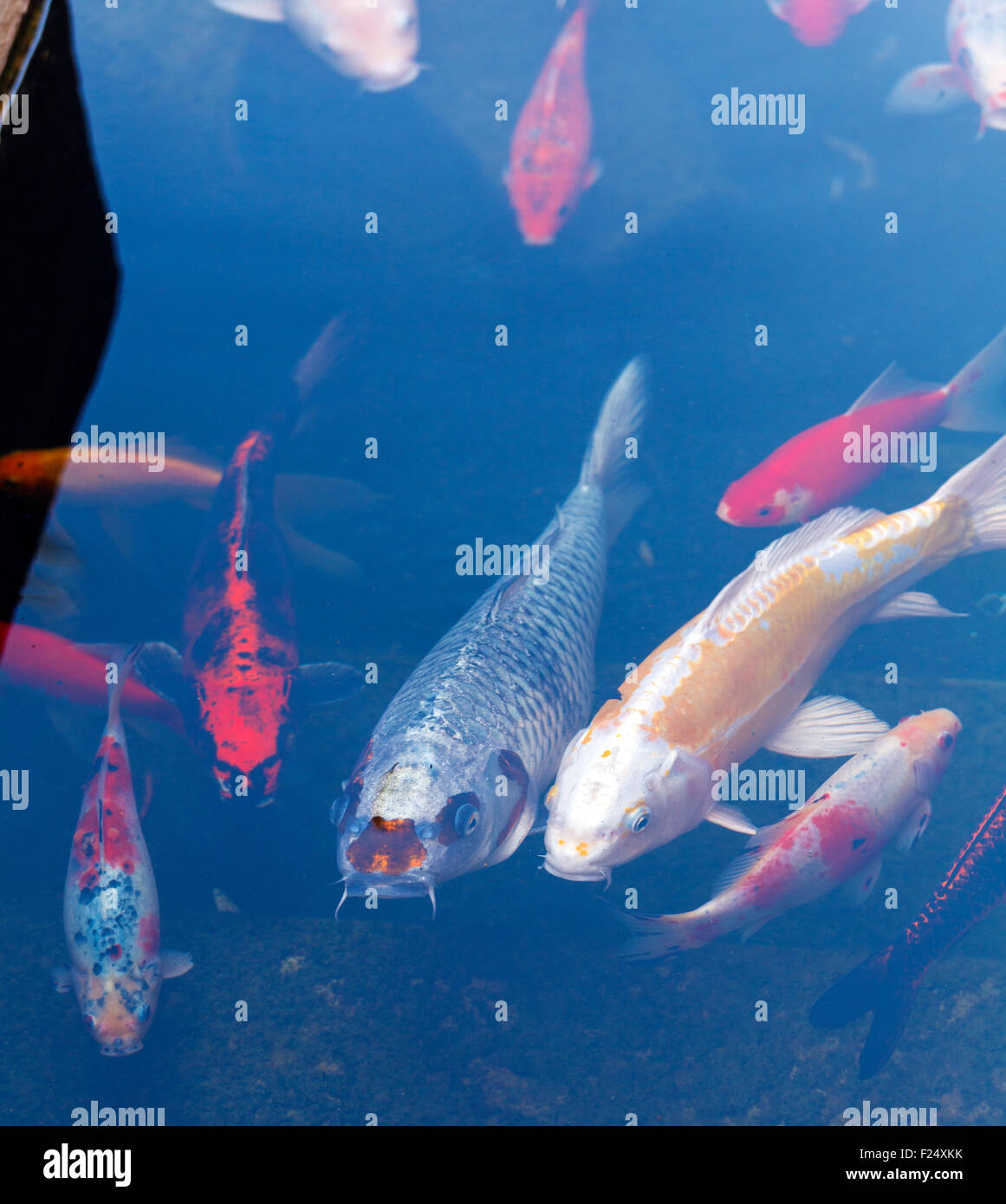 Koi carps japan hi-res stock photography and images - Alamy