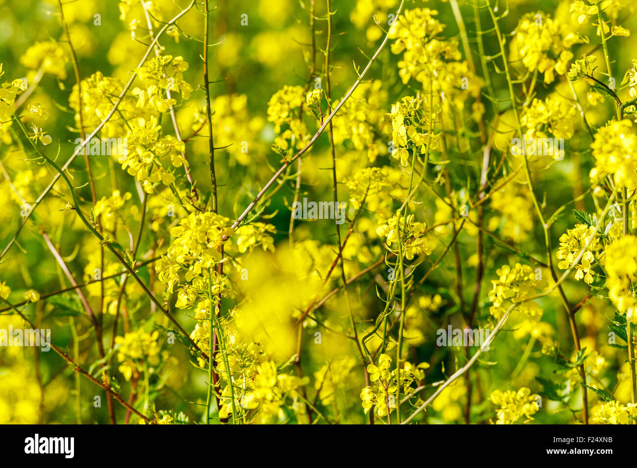 Yellow mustard field hi-res stock photography and images - Alamy