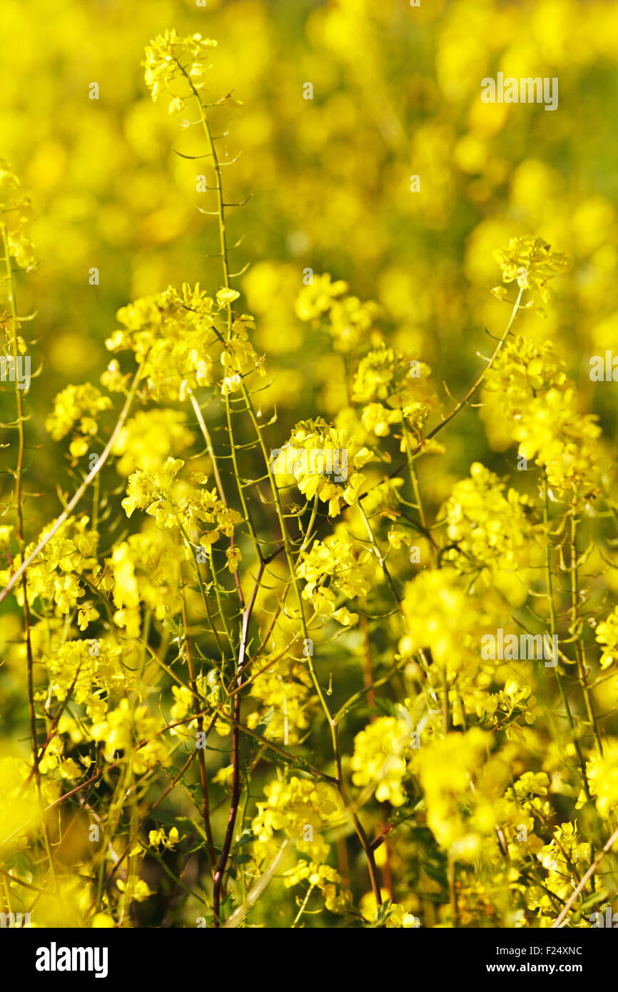 Yellow mustard field hi-res stock photography and images - Alamy