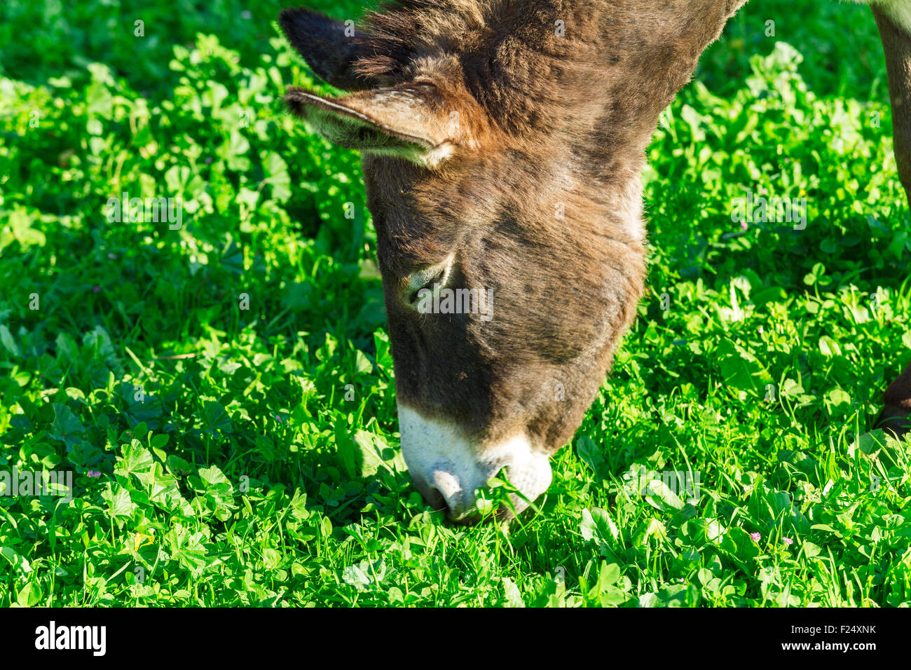 Cute Donkey Eating Green Grass Stock Photo - Alamy