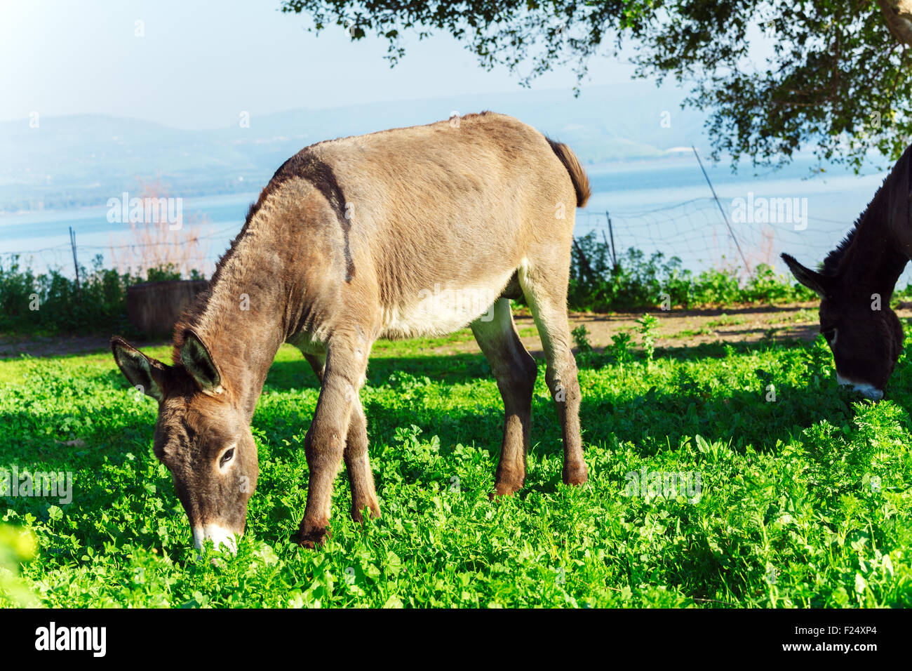 Cute Donkey Eating Green Grass Stock Photo - Alamy