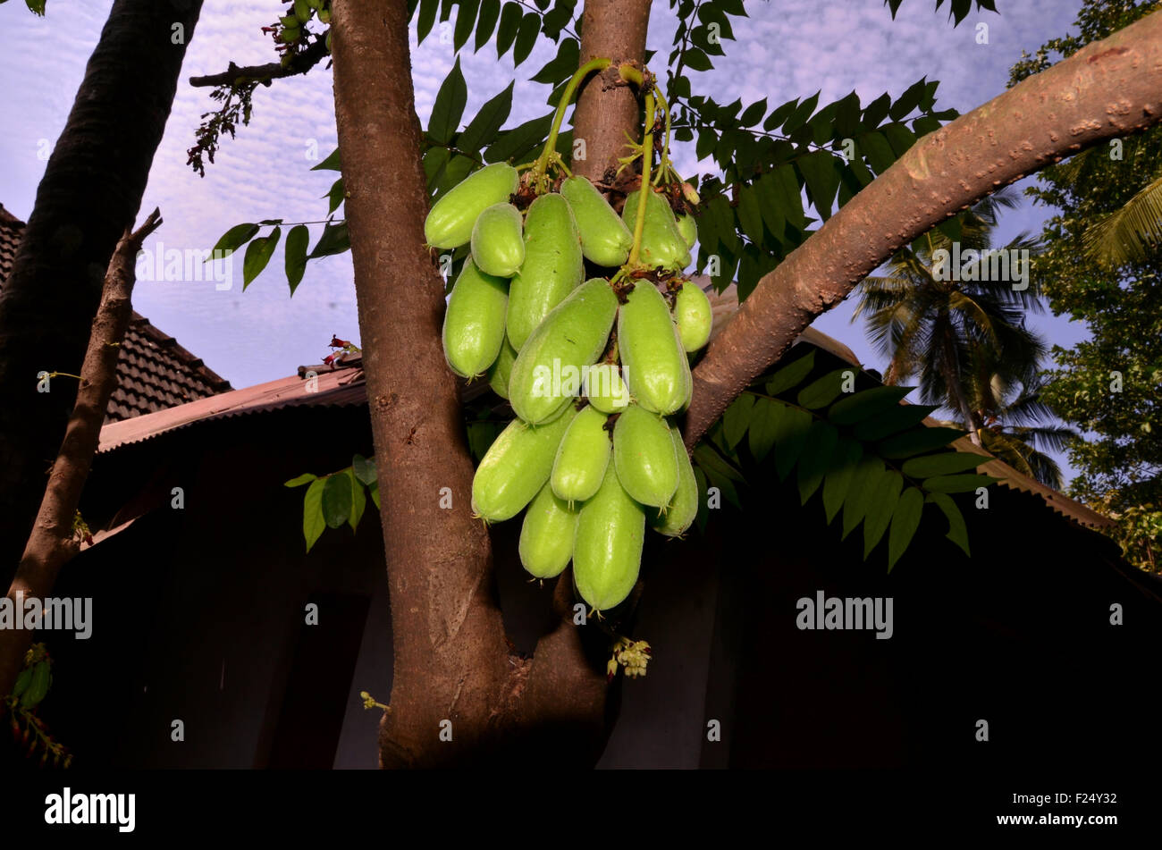 Bimbli (Bilimbi), a sour fruit and its flowers on the tree, found in ...